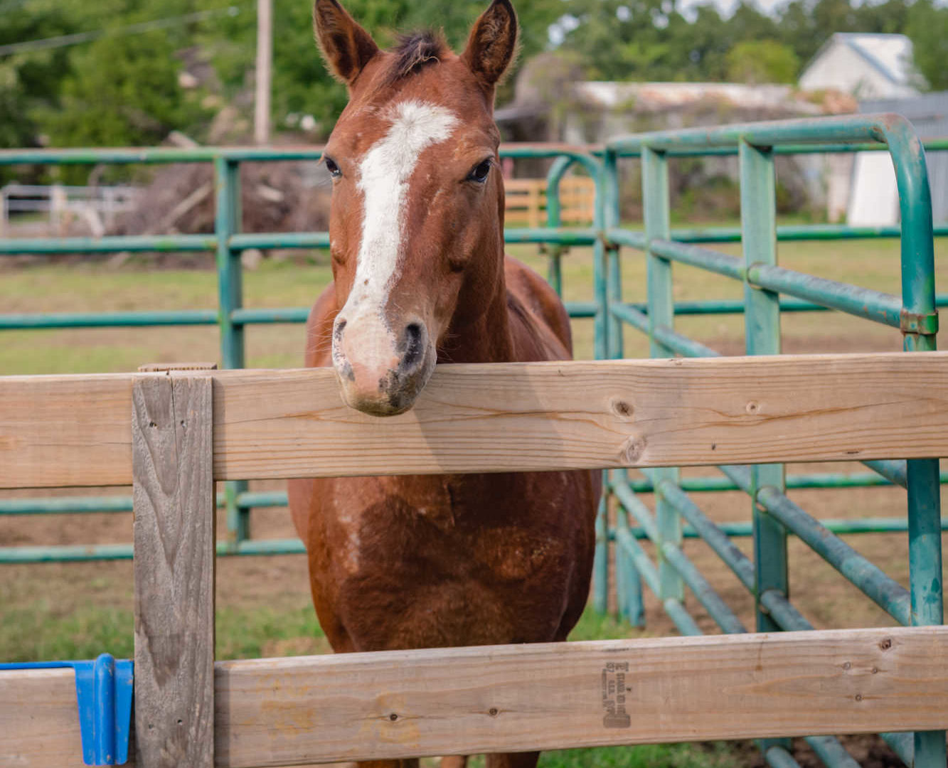 What Is A Barn Manager Newberry Farm